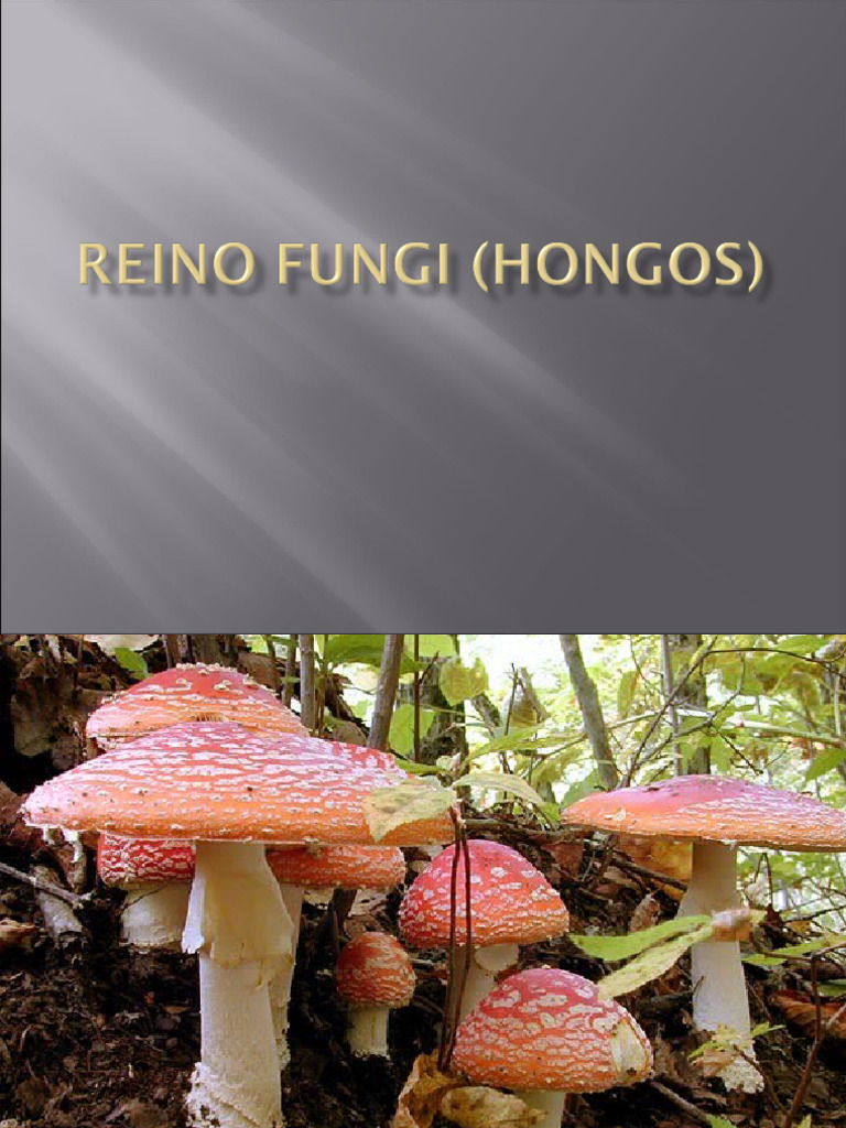 Reino Fungi (Hongos) | PDF
