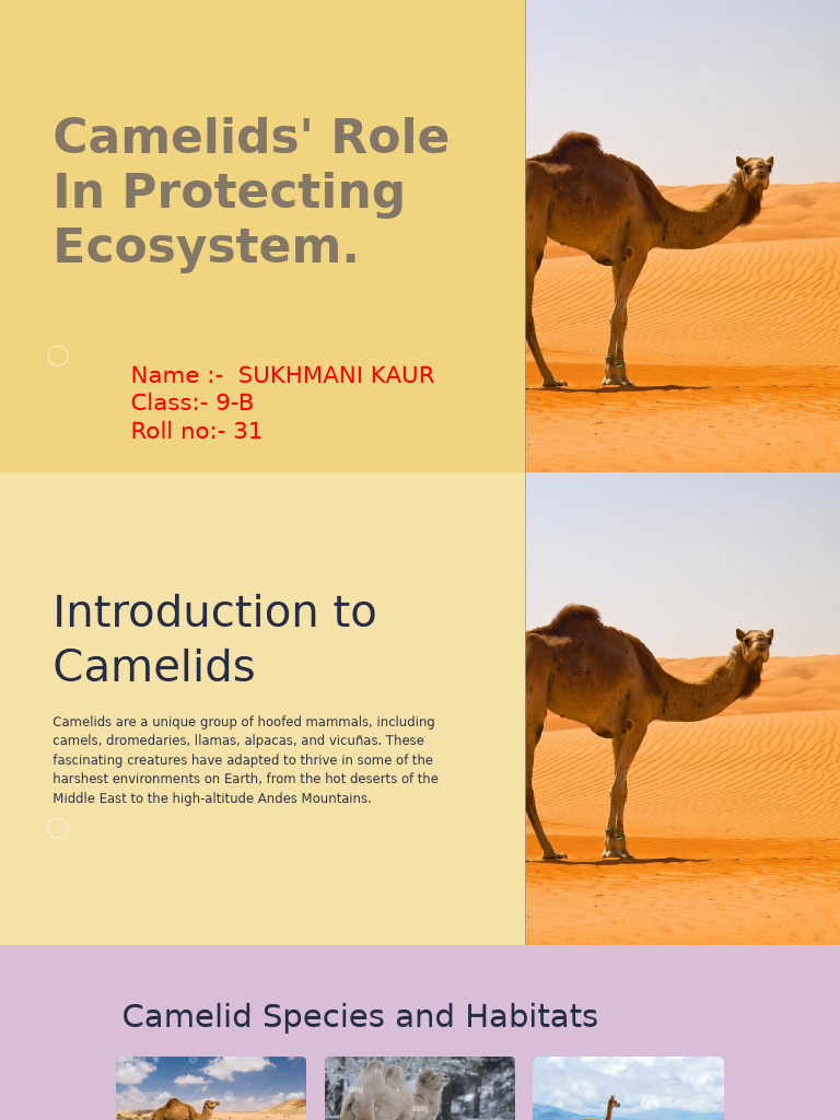 Introduction To Camelids | PDF | Camel | Technology & Engineering