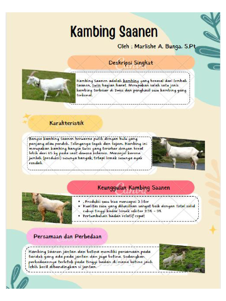 Leaflet Kambing Saanen | PDF