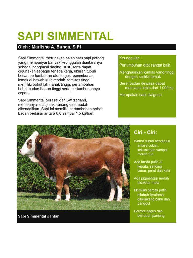 Leaflet Sapi Simmental | PDF