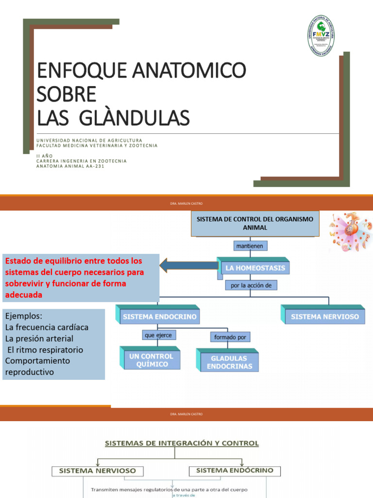 Enfoque Anatomico Sobre Glandulas | PDF