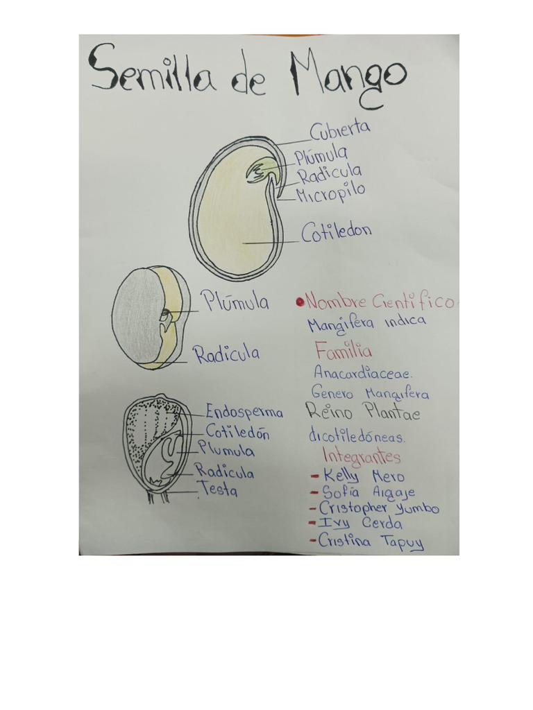 Los Cotiledones y Las Semillas | PDF