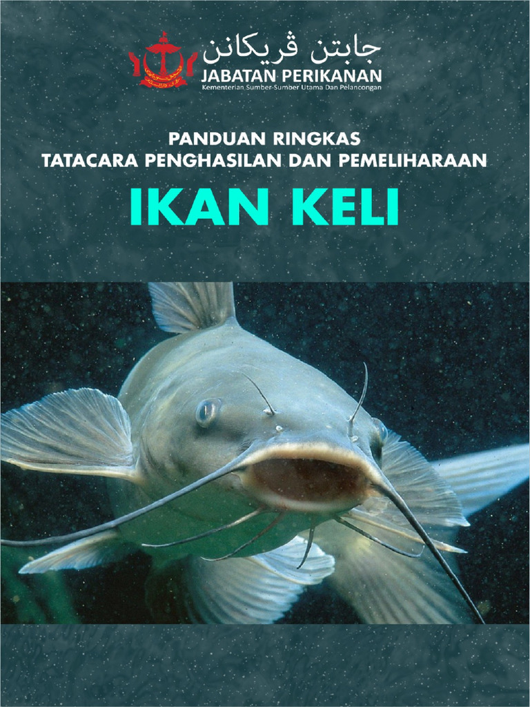Panduan Ikan Keli | PDF