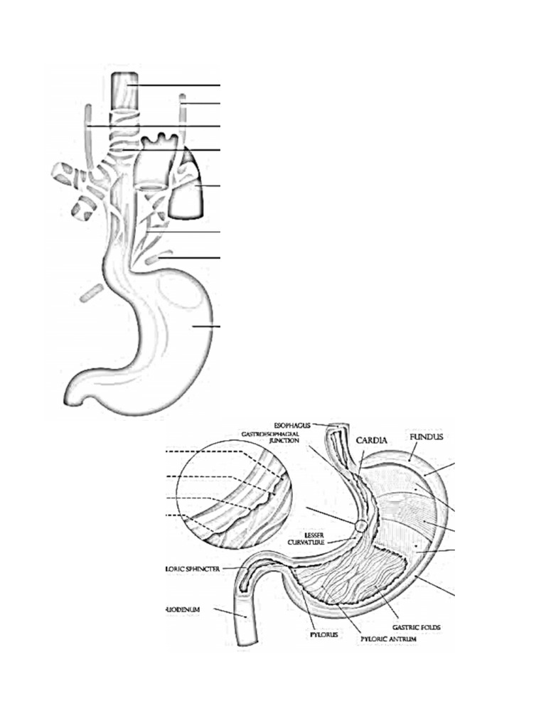 Upper 0 Lower GIT | PDF