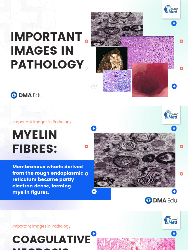 Important Images in Pathology | PDF