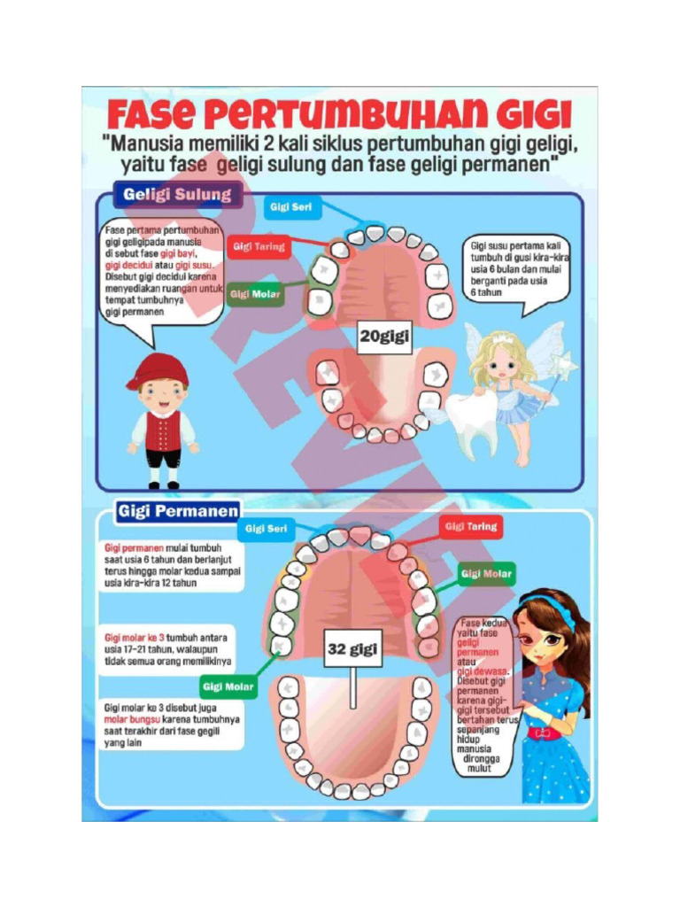 Poster Erupsi Gigi | PDF