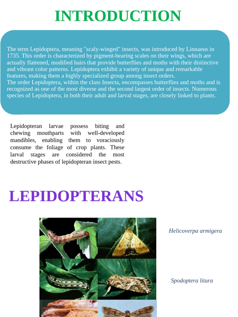 Aditi Presentation MSC 4th Sem | PDF | Lepidoptera | Pupa