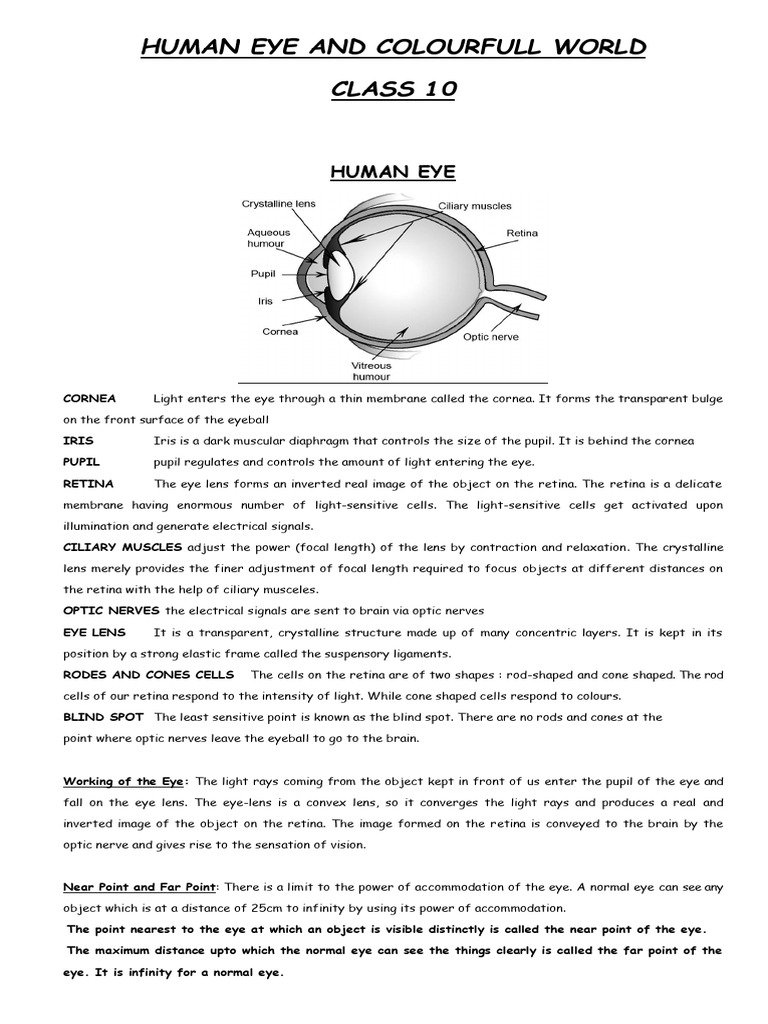 Human Eye Notes | PDF