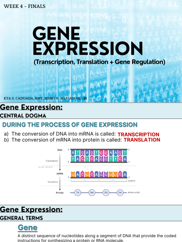 Week 4 Gene Expression | PDF
