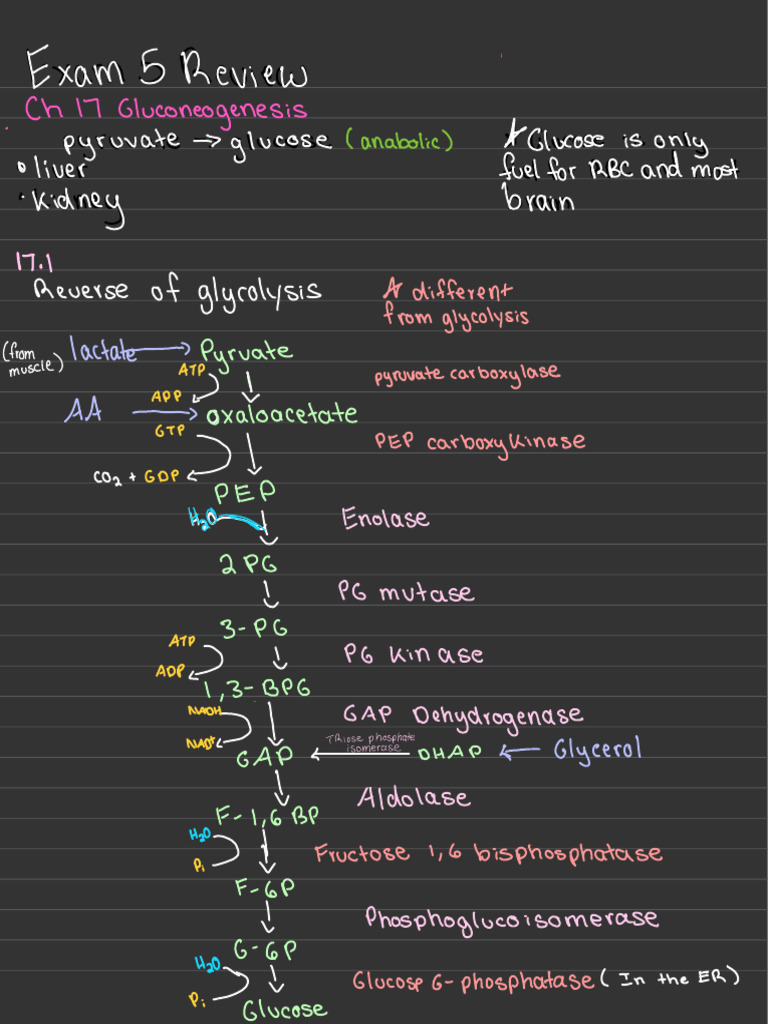 Exam 5 Review Pt1 | PDF