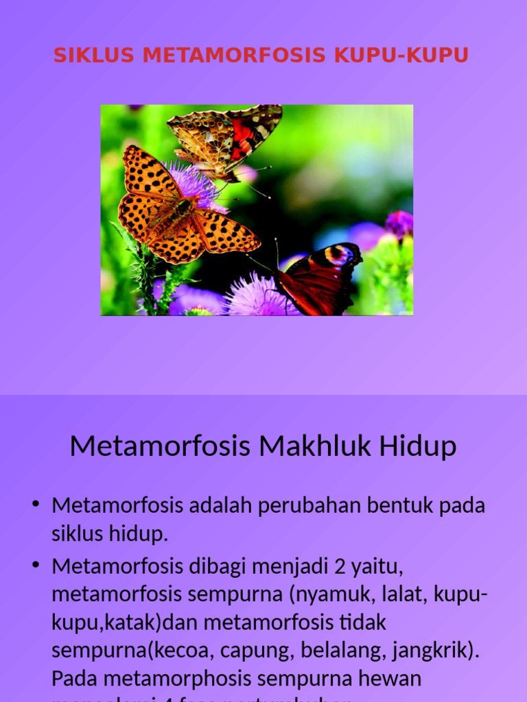 Siklus Metamorfosis Kupu Kupu | PDF