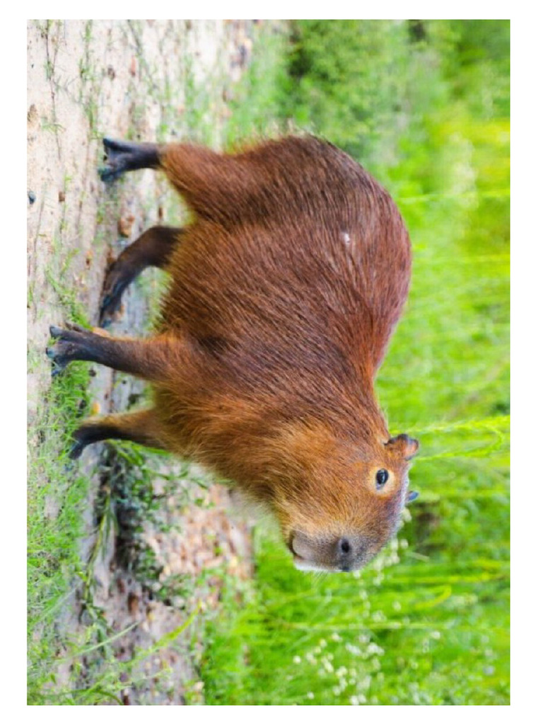 CAPIBARA | PDF