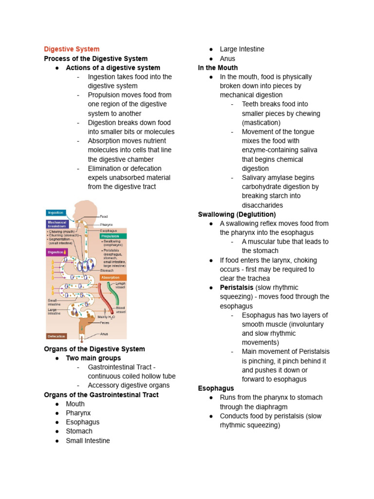 Digestive System | PDF