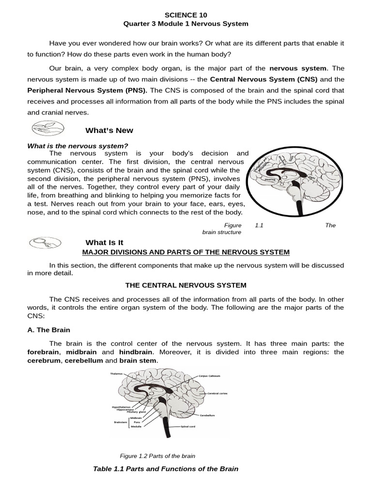 Nervous System Activity | PDF