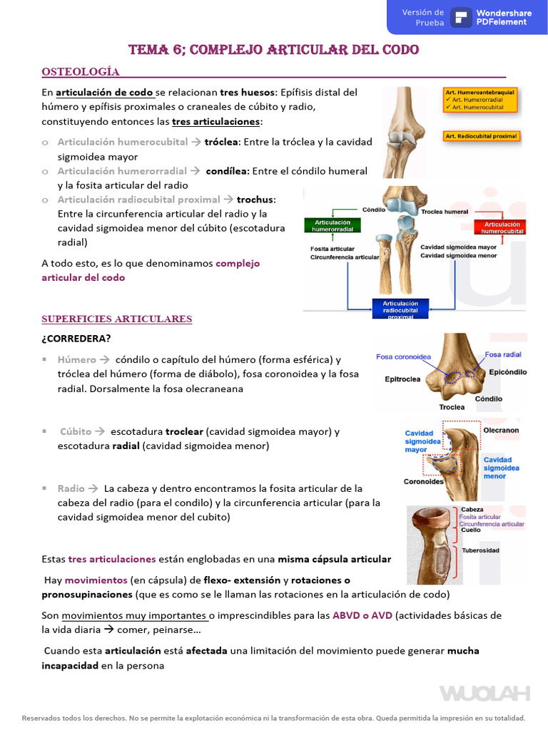 Tema 6 Complejo Articular Del Codo | PDF