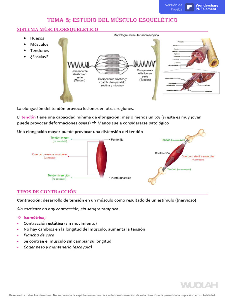 Tema 3 Estudio Del Musculo Esqueletico Pdf