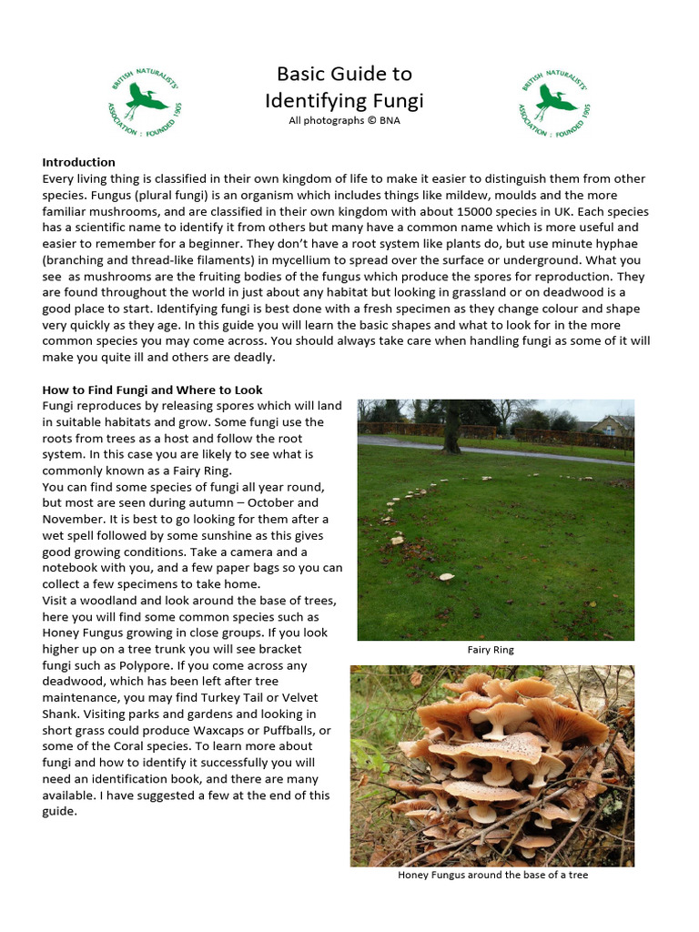 Basic Guide To Identifying Fungi | PDF