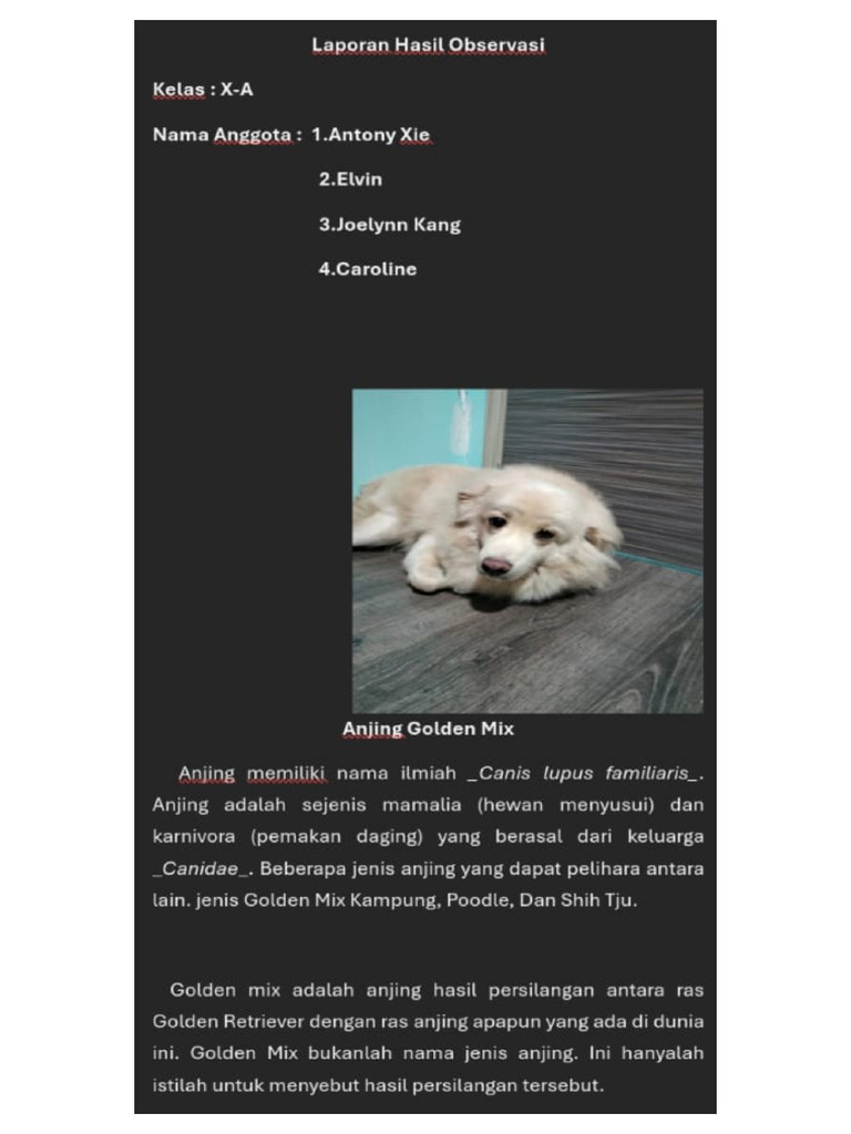 Anjing Golden Mix | PDF