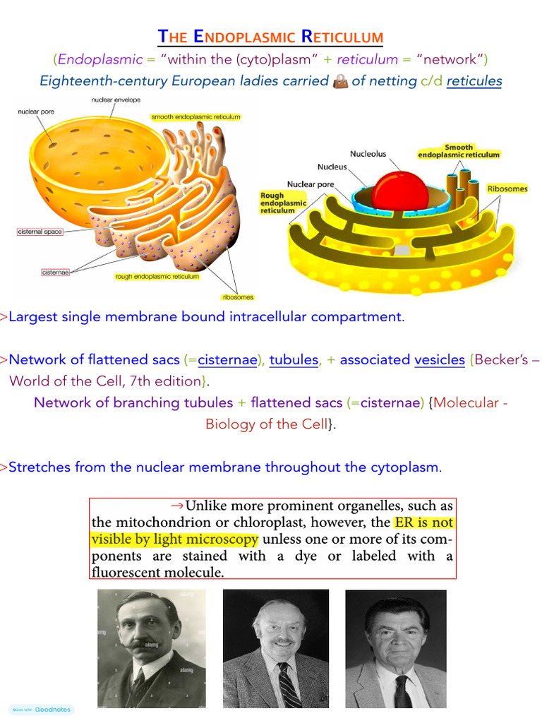 Endoplasmic reticulum | PDF