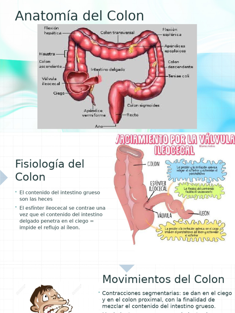 Anatomía Del Colon | PDF