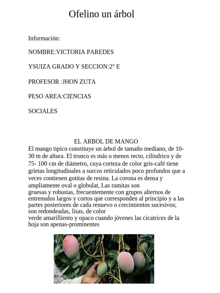 informer de mango[2] | PDF