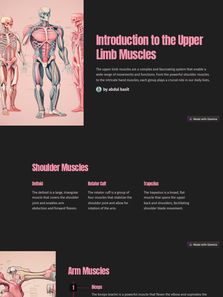 Introduction To The Upper Limb Muscles | PDF