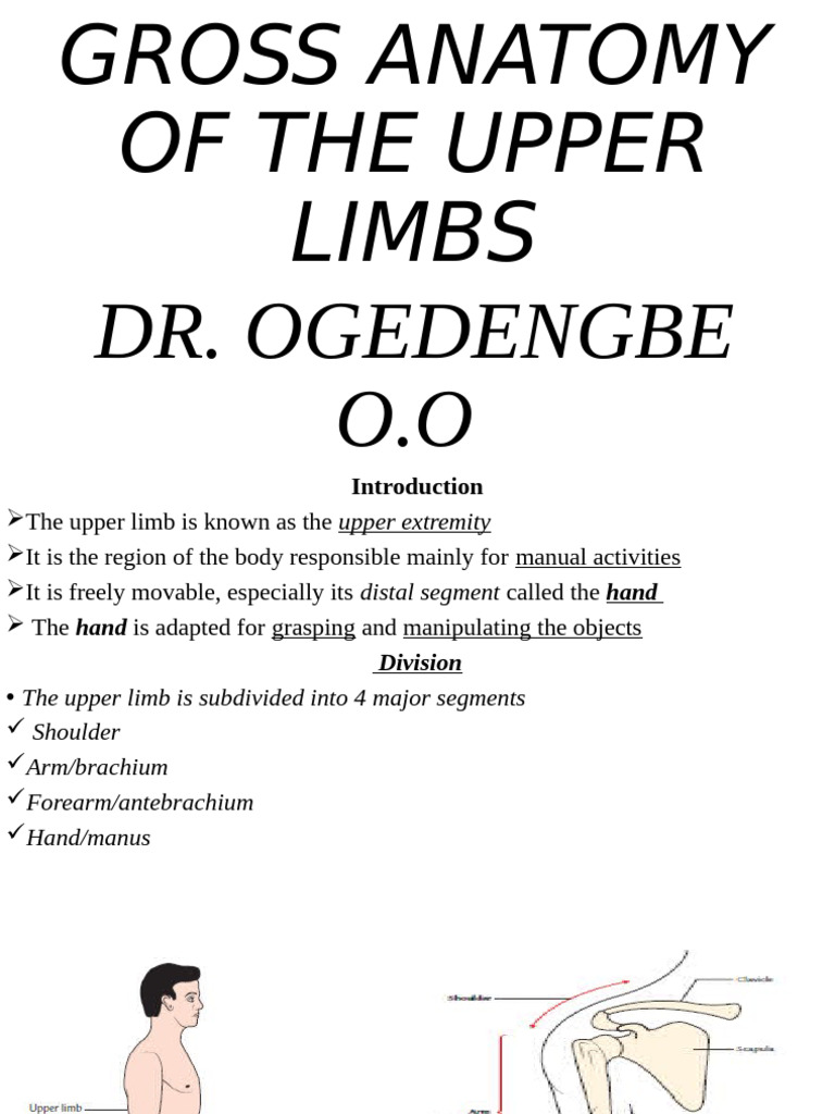 Gross Anatomy of The Upper Limbs | PDF