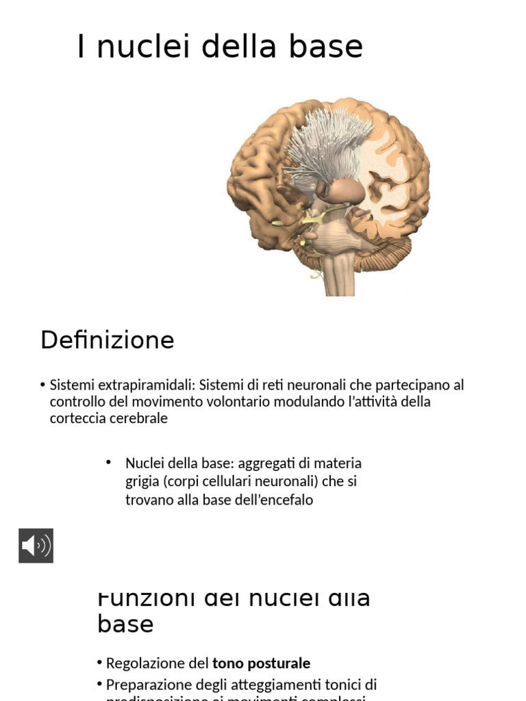 5 Nuclei Della Base | PDF