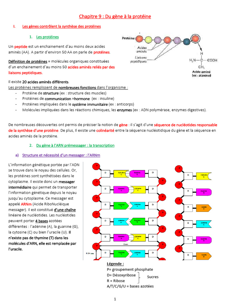 Cours Chapitre 9 Du Gène À La Protéines | PDF