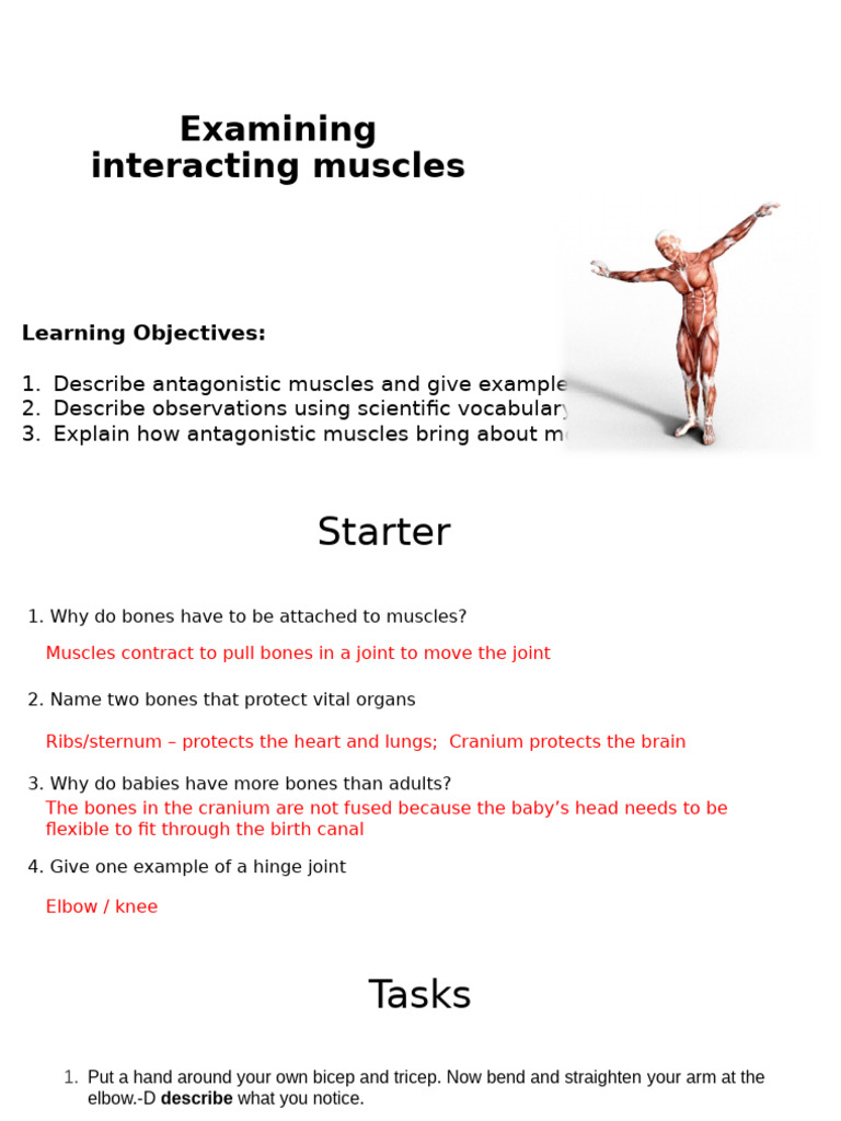 Exploring Interactive Muscles | PDF