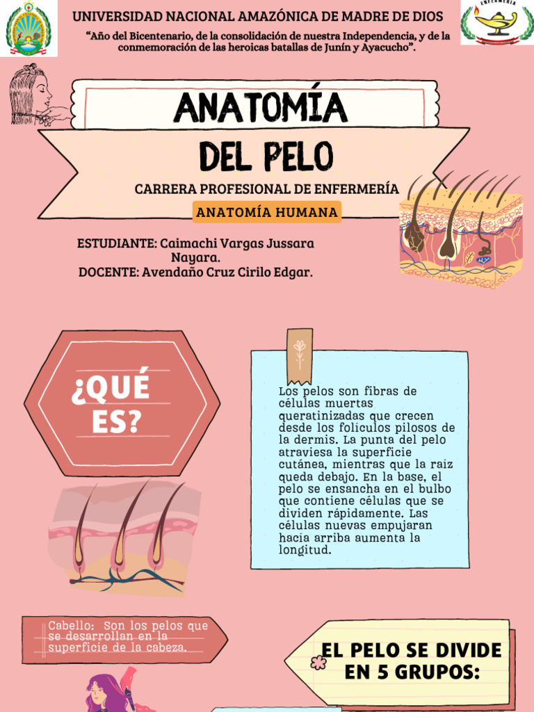 Anatomía Del Pelo - Nayara | PDF