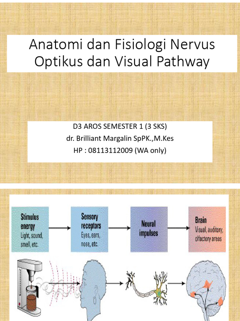 4.nervus Optikus + Visual Pathway | PDF