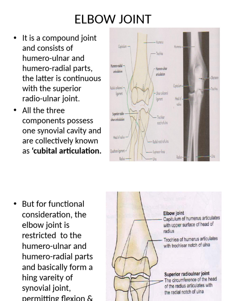 Elbow Joint | PDF