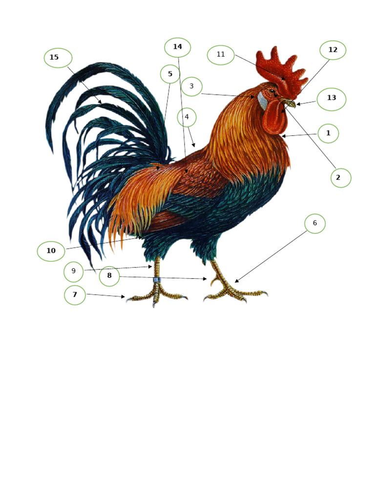 Names and Functions of External Parts of A Chicken | PDF