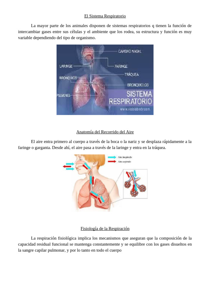 Respiración y Excreción | PDF