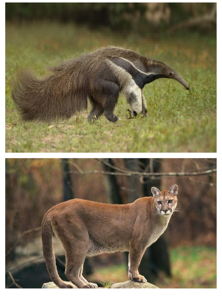 Vânia Animal | PDF