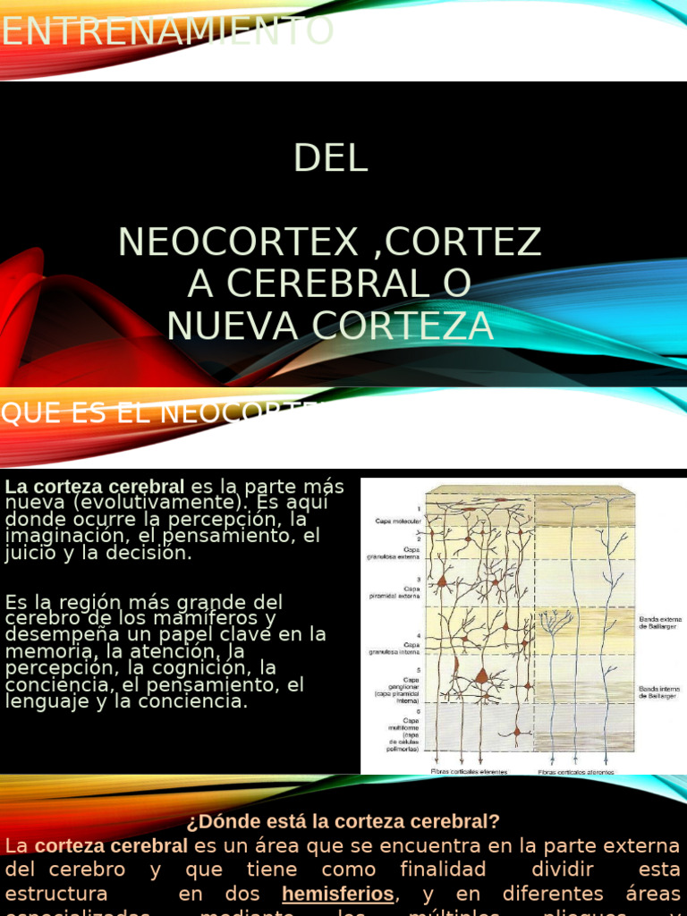 3-Entrenamiento Neocortex | PDF