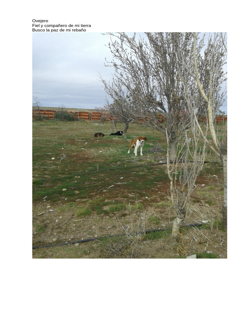 Ovejero | PDF
