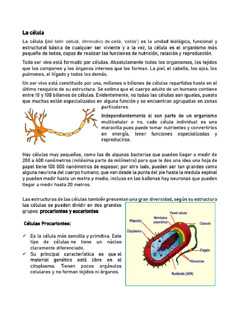 Actividades de Aprendizaje - La Célula | PDF