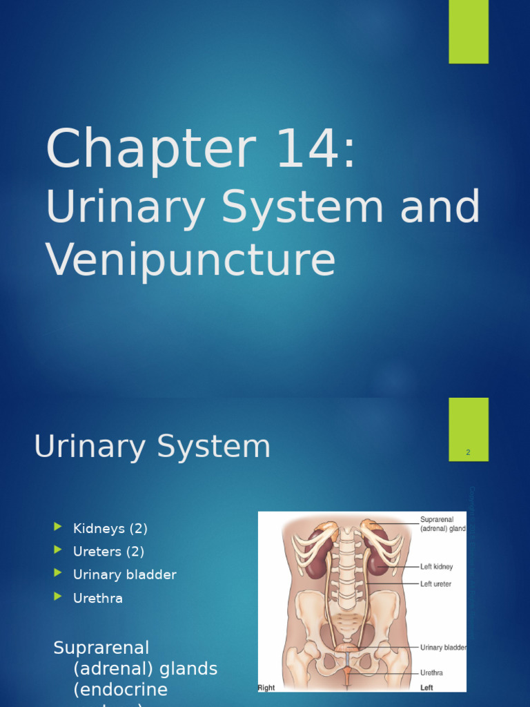 Ch14 Procedures | PDF | Kidney | Urinary System