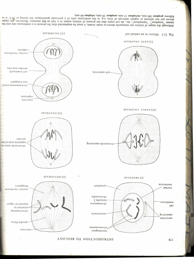 Mitosis | PDF