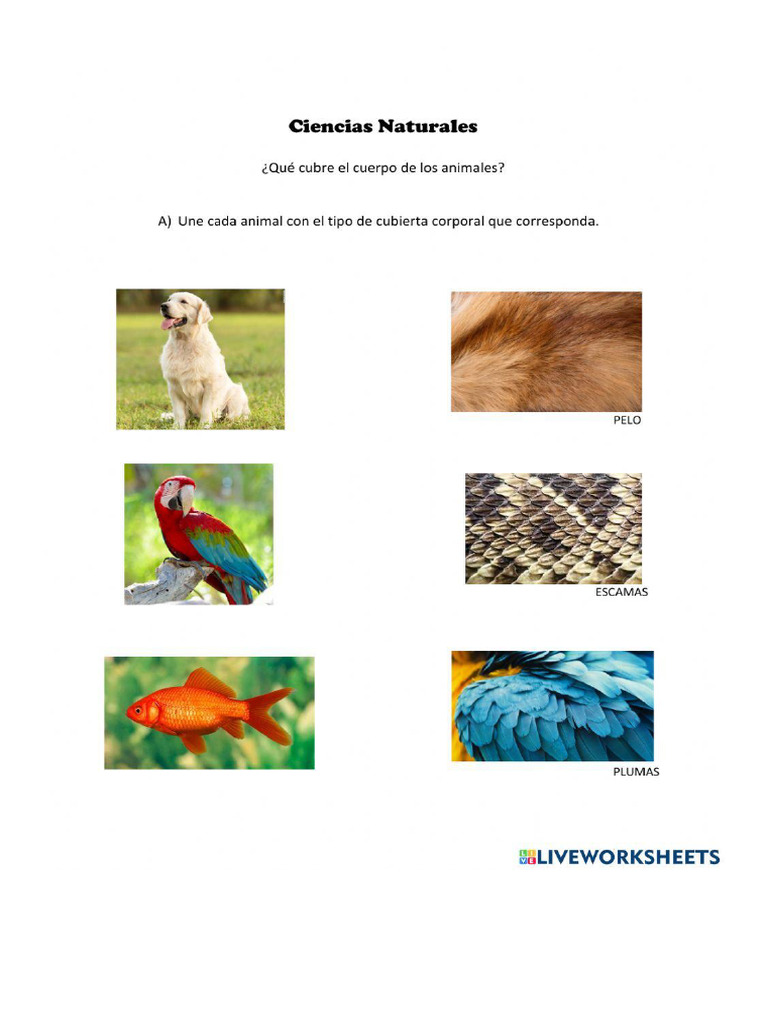 Actividad Ciencias Naturales Unidad 3 Animales y Plantas | PDF