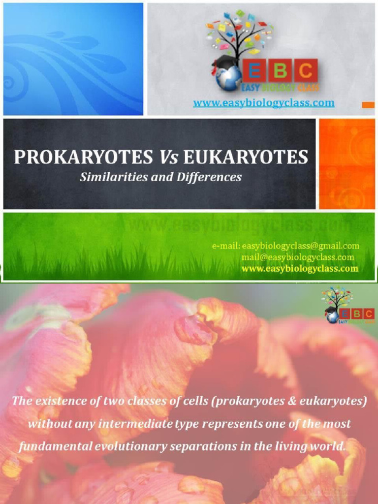 Difference Between Prokaryotes And Eukaryotes Pdf