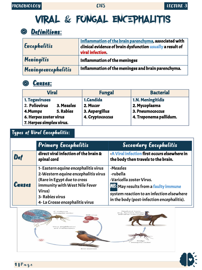 1 - MULR Micro CNS L3 | PDF