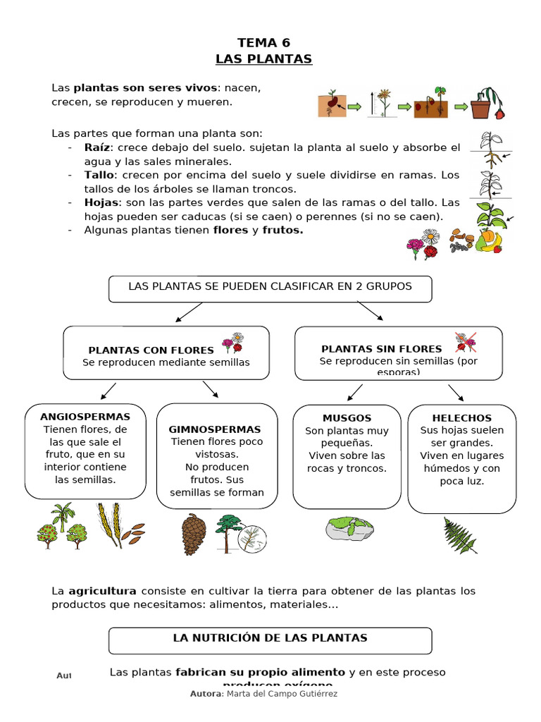 Partes y funciones de las plantas | PDF | Plantas | Hoja
