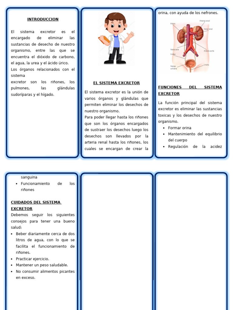 Trptico Sistema Excretor | PDF