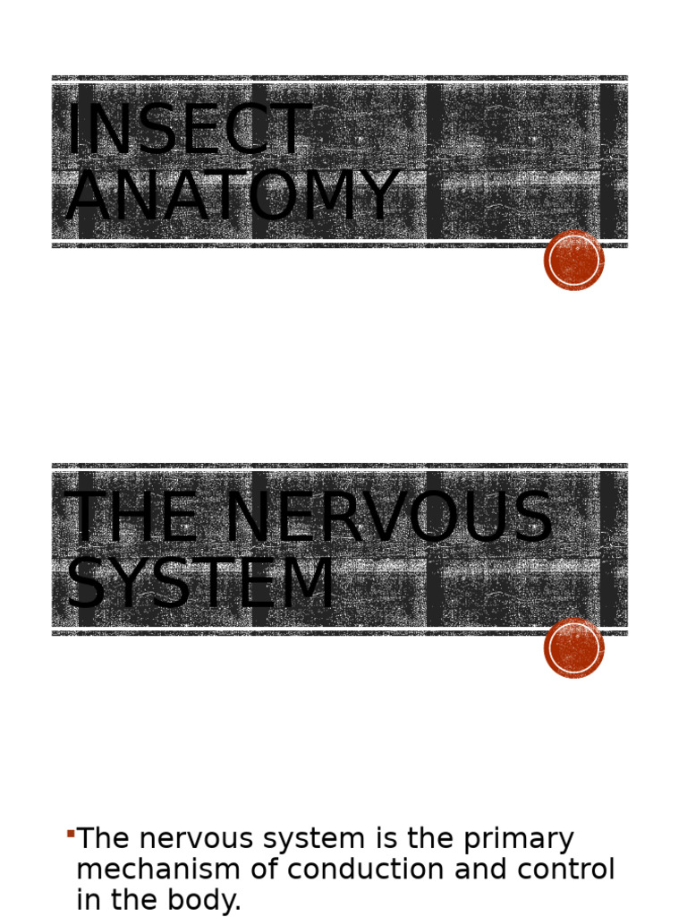 Insect Anatomy - Nervous System | PDF