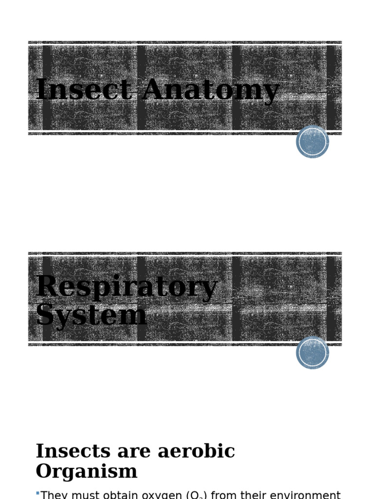 Insect Anatomy_Respiratory and Circulatory | PDF