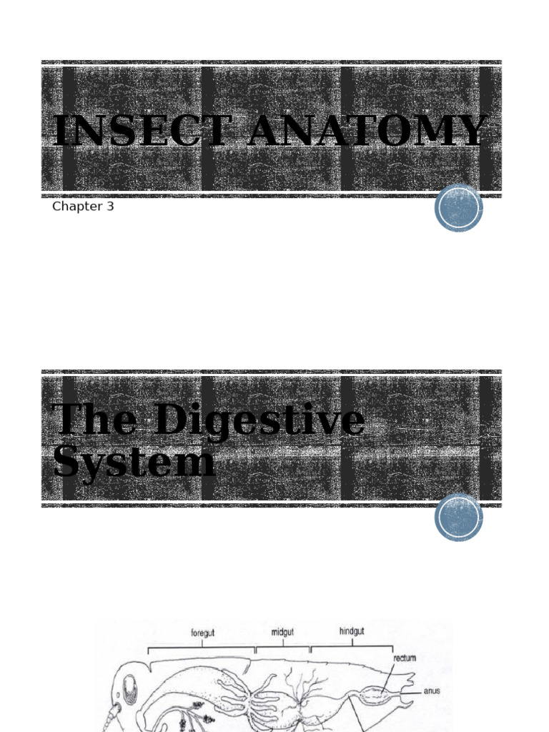 Insect Anatomy - Digestive System | PDF