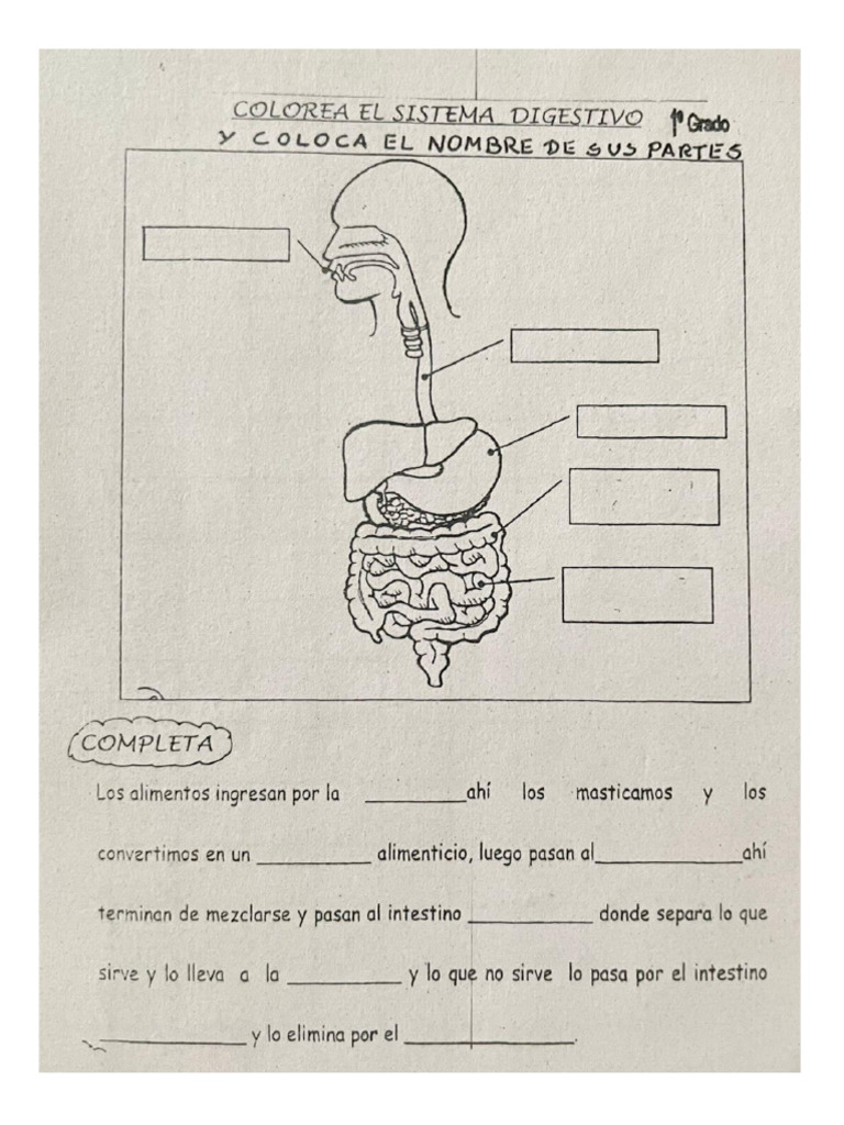 Sistema Digestivo para Completar | PDF